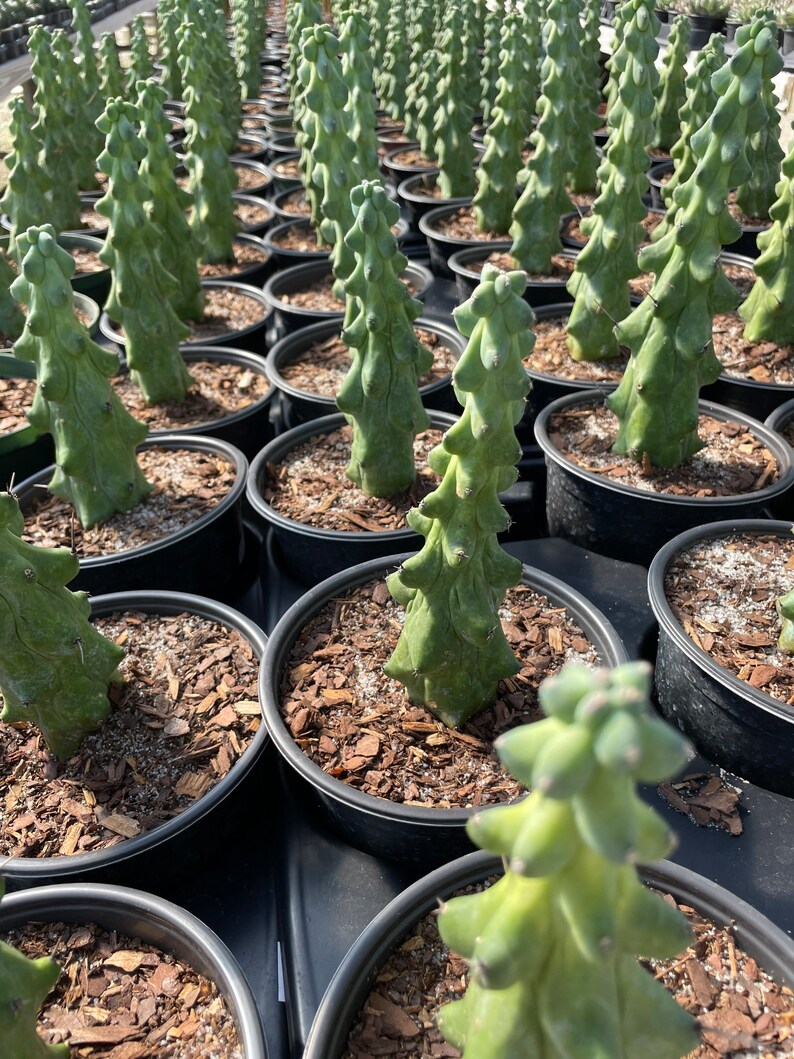 Bobbie Cactus Myrtillocactus Geometrizans - Etsy