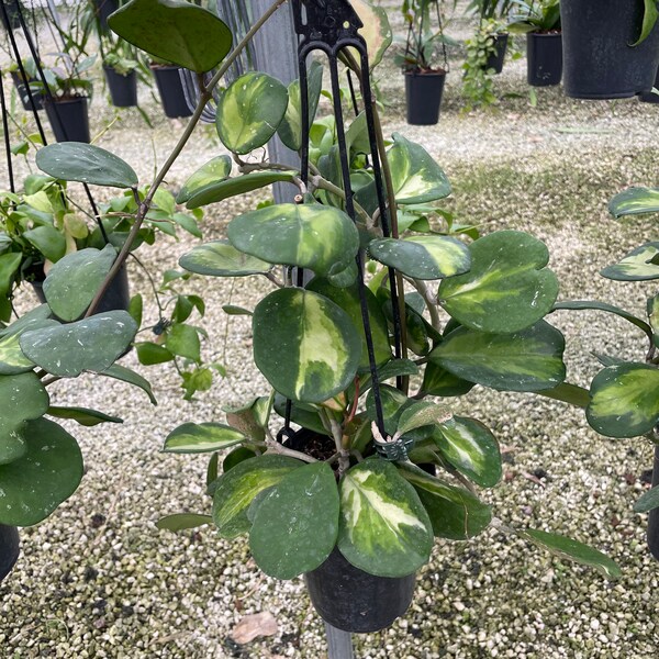 Hoya Mathilde - Etsy