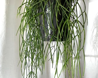 Mistletoe Cactus: Trailing Rhipsalis Cassutha - Easy Care Houseplant - Etsy