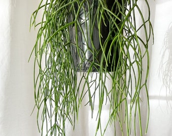 6 Rhipsalis Cashero Hanging Basket Rooted Bushy Mistletoe Plant ...