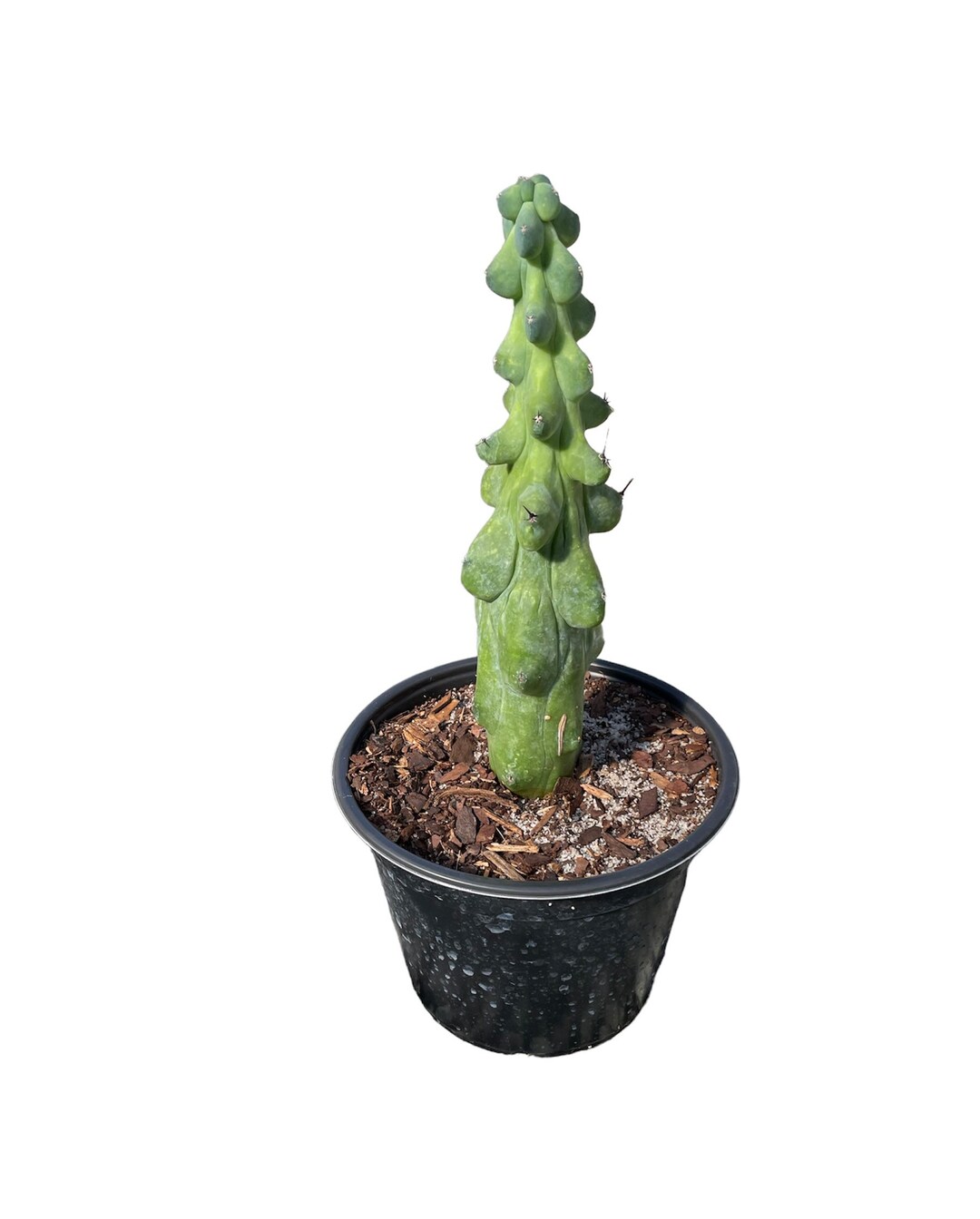 Bobbie Cactus Myrtillocactus Geometrizans - Etsy