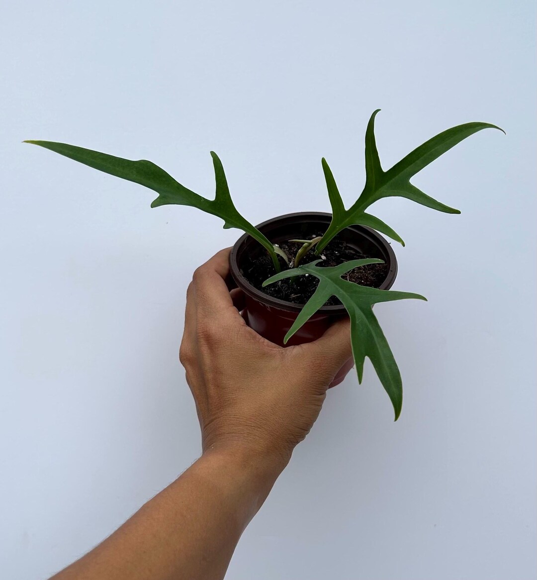 Philodendron Tortum - Etsy