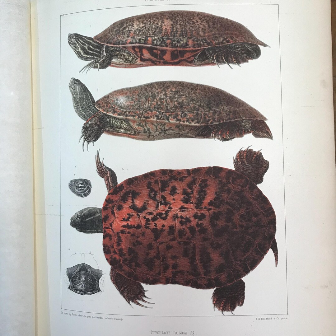 Large Format Victorian Natural History of the Turtle Book, 1857 Louis ...