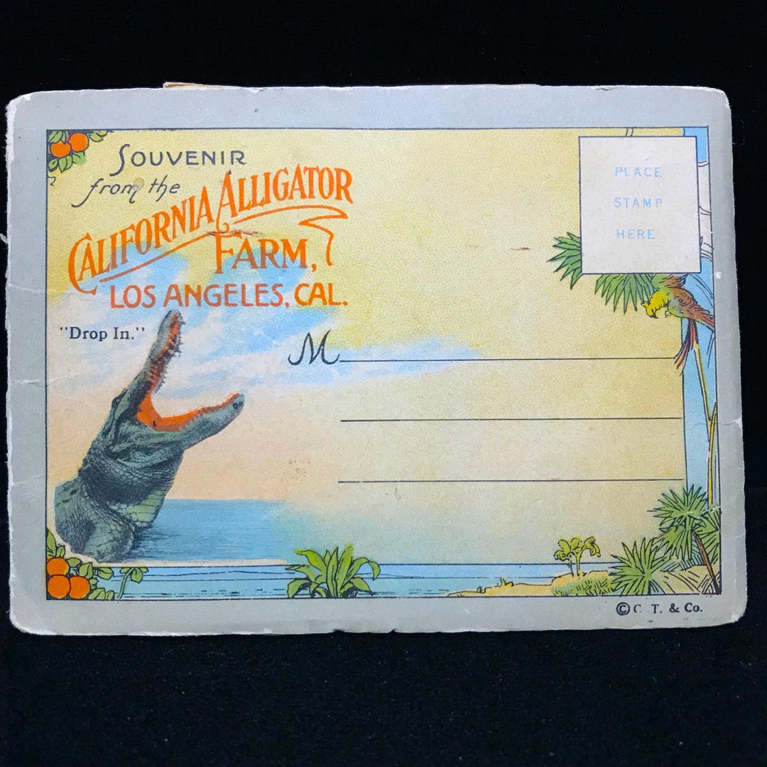 Vintage Alligator Farm Small FOLD OUT Postcard C.1913//los Angeles ...