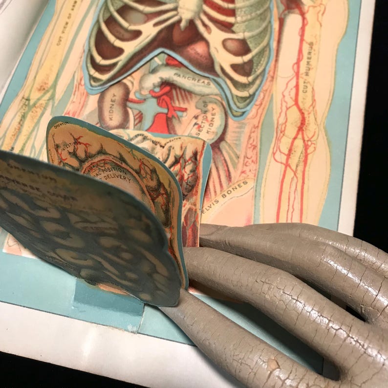 Antique Medical Anatomy Flip Chart 1912, Colorful Fold Out Anatomical ...