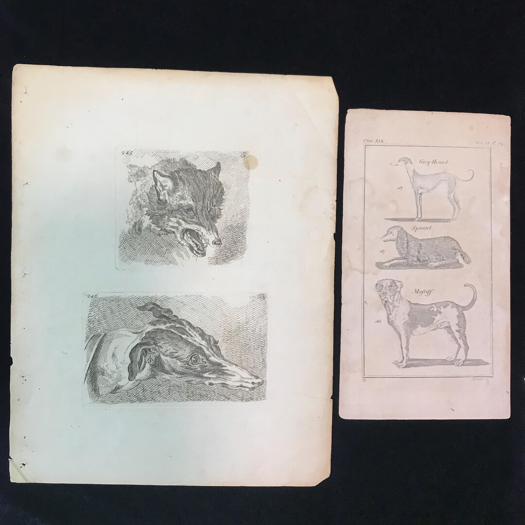 SET of SIX Vintage Whippet, Greyhound Prints//1800s Rag Paper Greyhound ...
