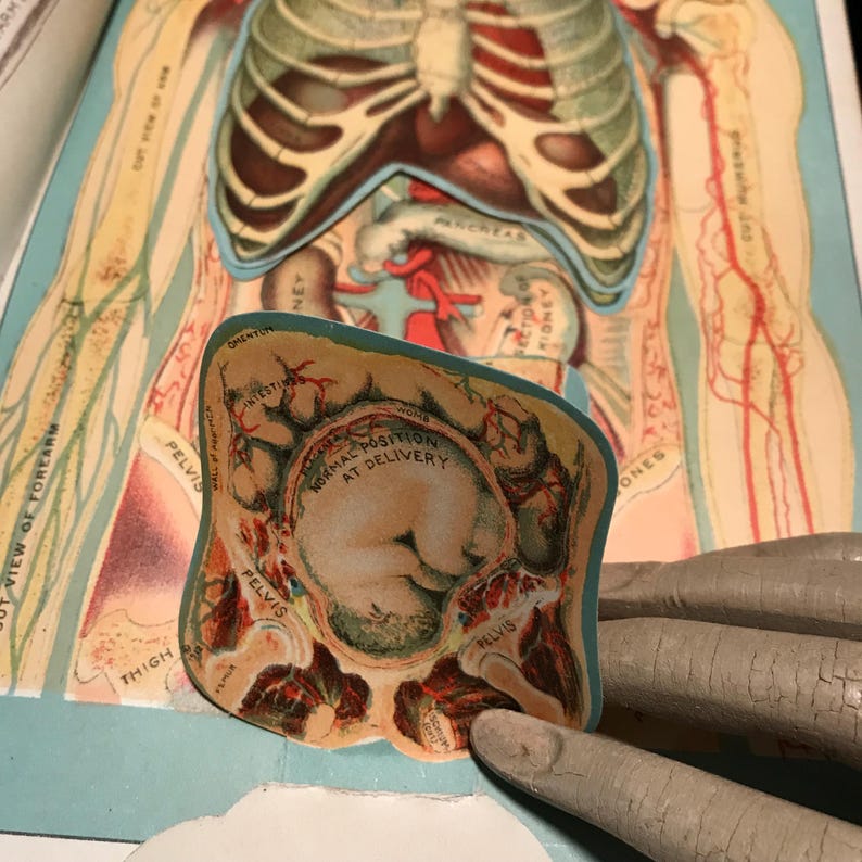 Antique Medical Anatomy Flip Chart 1912, Colorful Fold Out Anatomical ...