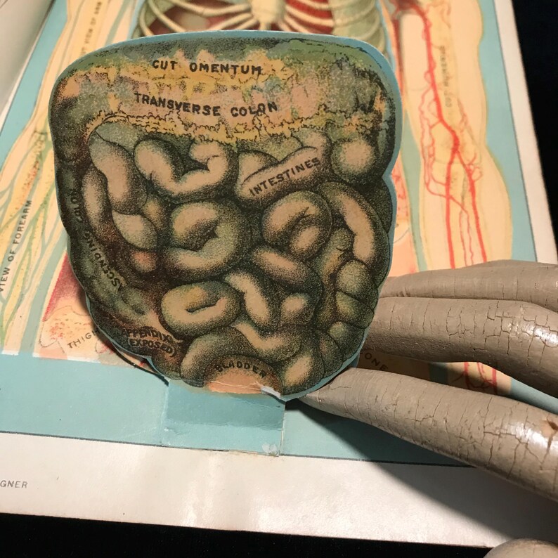 Antique Medical Anatomy Flip Chart 1912, Colorful Fold Out Anatomical ...