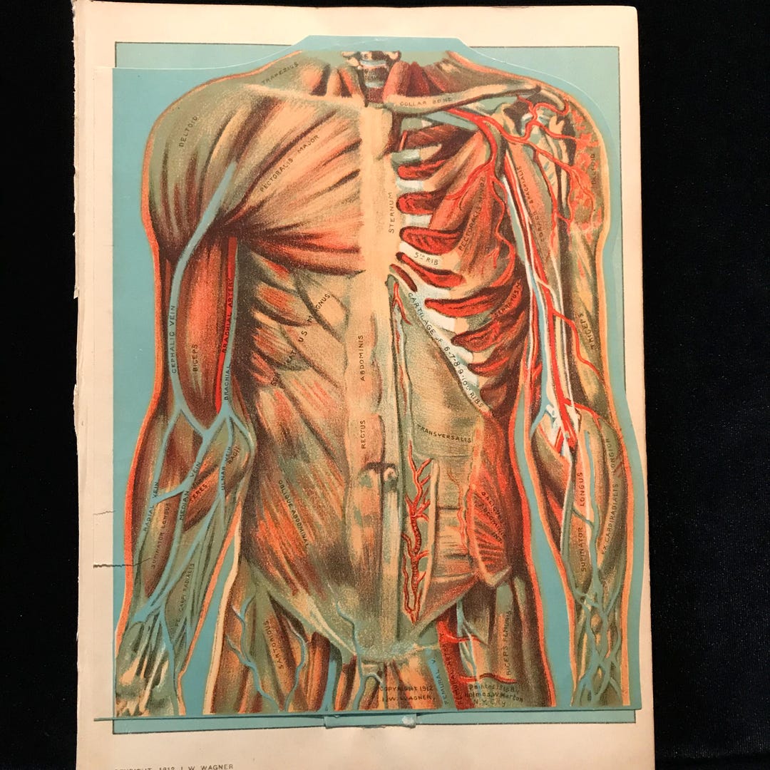 Antique Medical Anatomy Flip Chart 1912, Colorful Fold Out Anatomical ...