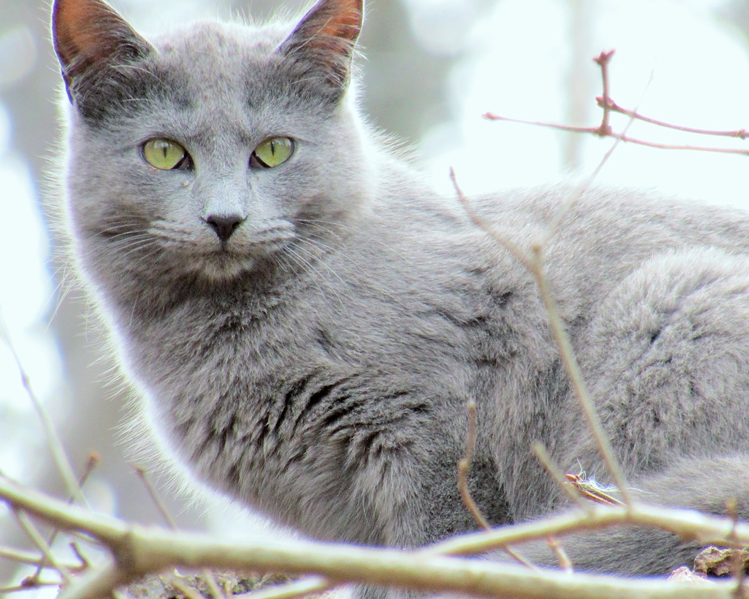 Grey Beauty - Grey American Shorthair Cat - Nature Photography - Etsy