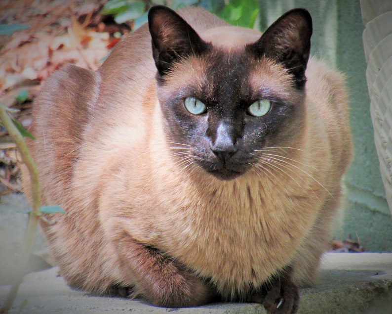 Siamese American Shorthair Cat Cat Natural Beauty - Etsy