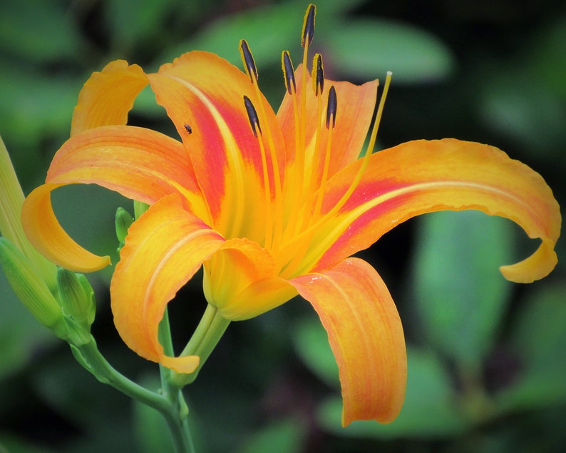 Stamen Rise - Daylily - Nature Photography - Etsy