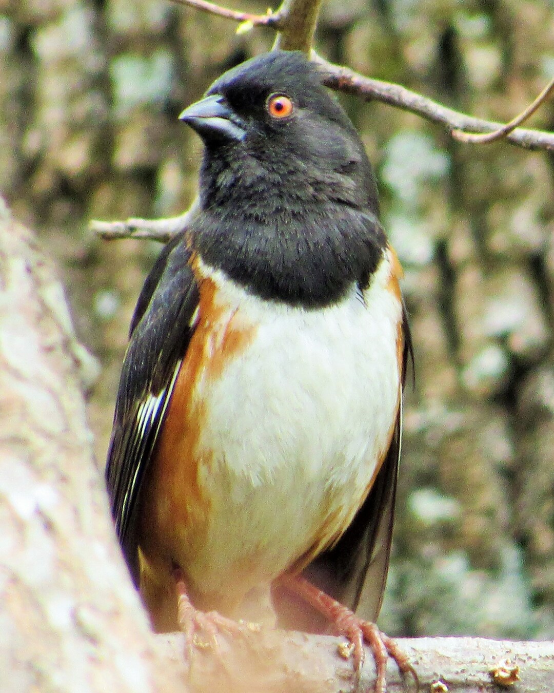 Eastern Towhee Pipilo Erythrophthalmus Bird Natural Beauty - Etsy