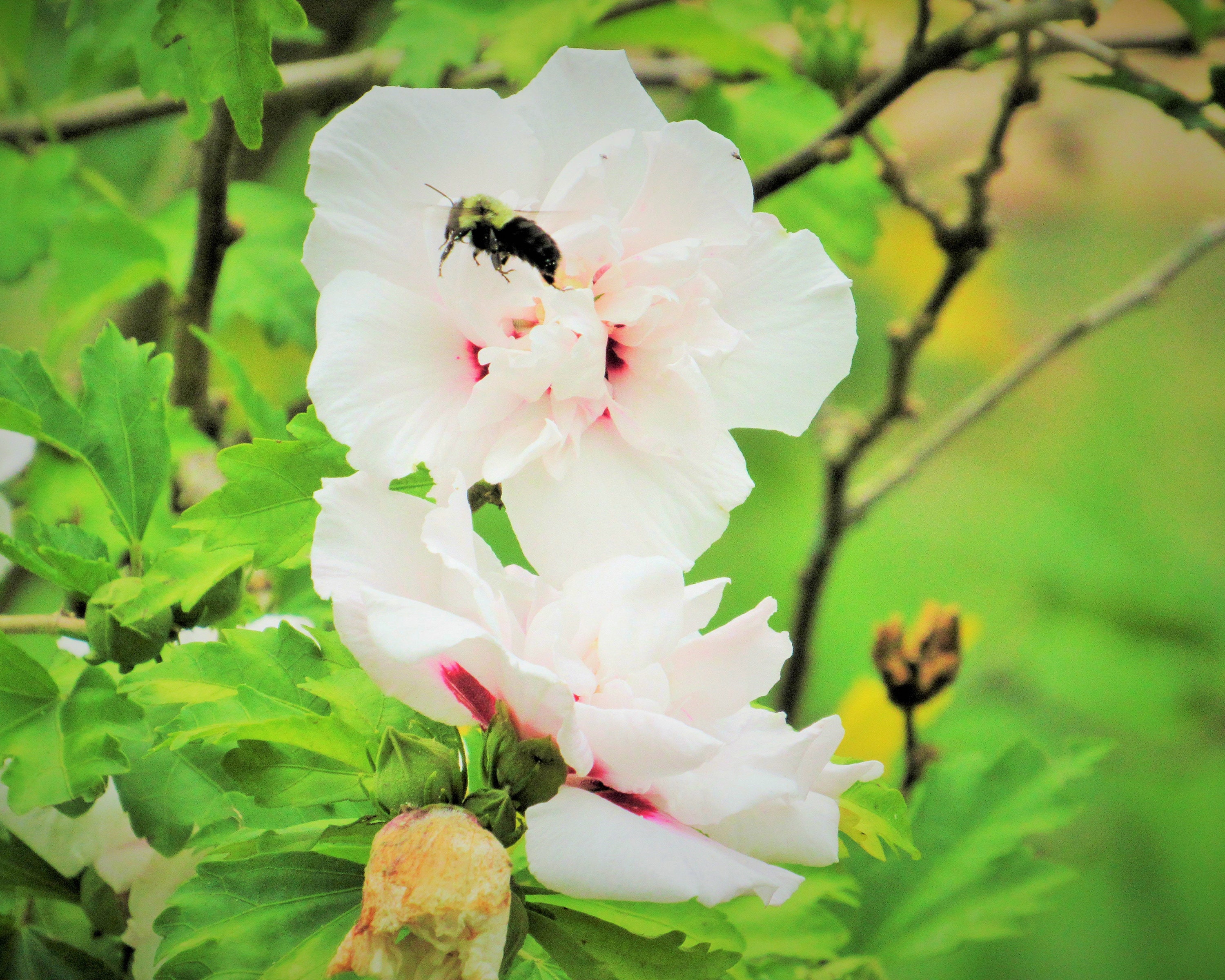Rose of Sharon Hibiscus Syriacus Flower Natural Beauty and Bee - Etsy