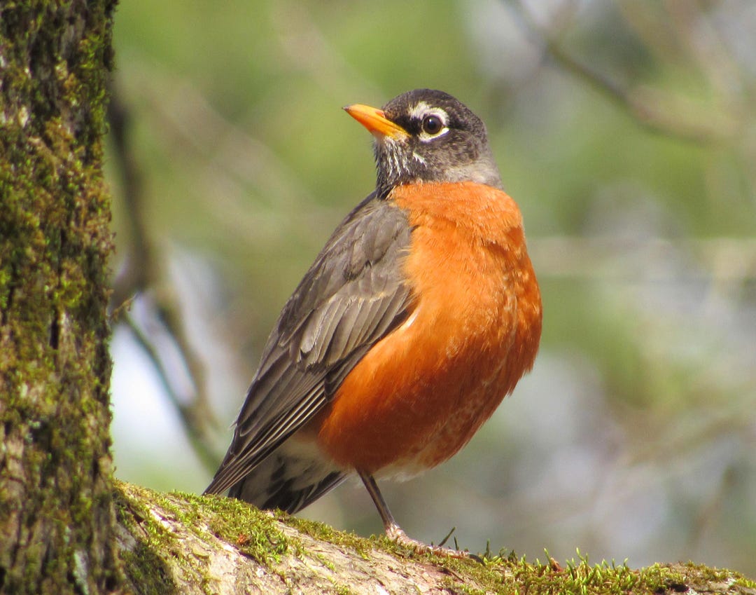 The Pose - American Robin - Nature Photography - Etsy
