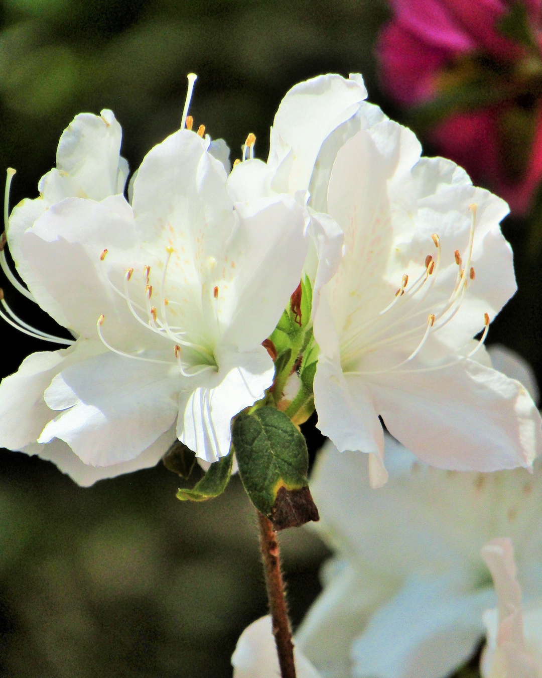 White Azalea Mucronulatum Rhododendron Flower Natural Beauty - Etsy