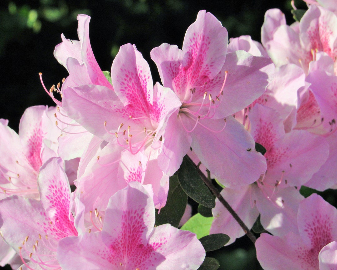 Azaleas, Azaleas, Azaleas - Pink Azalea - Nature Photography - Etsy