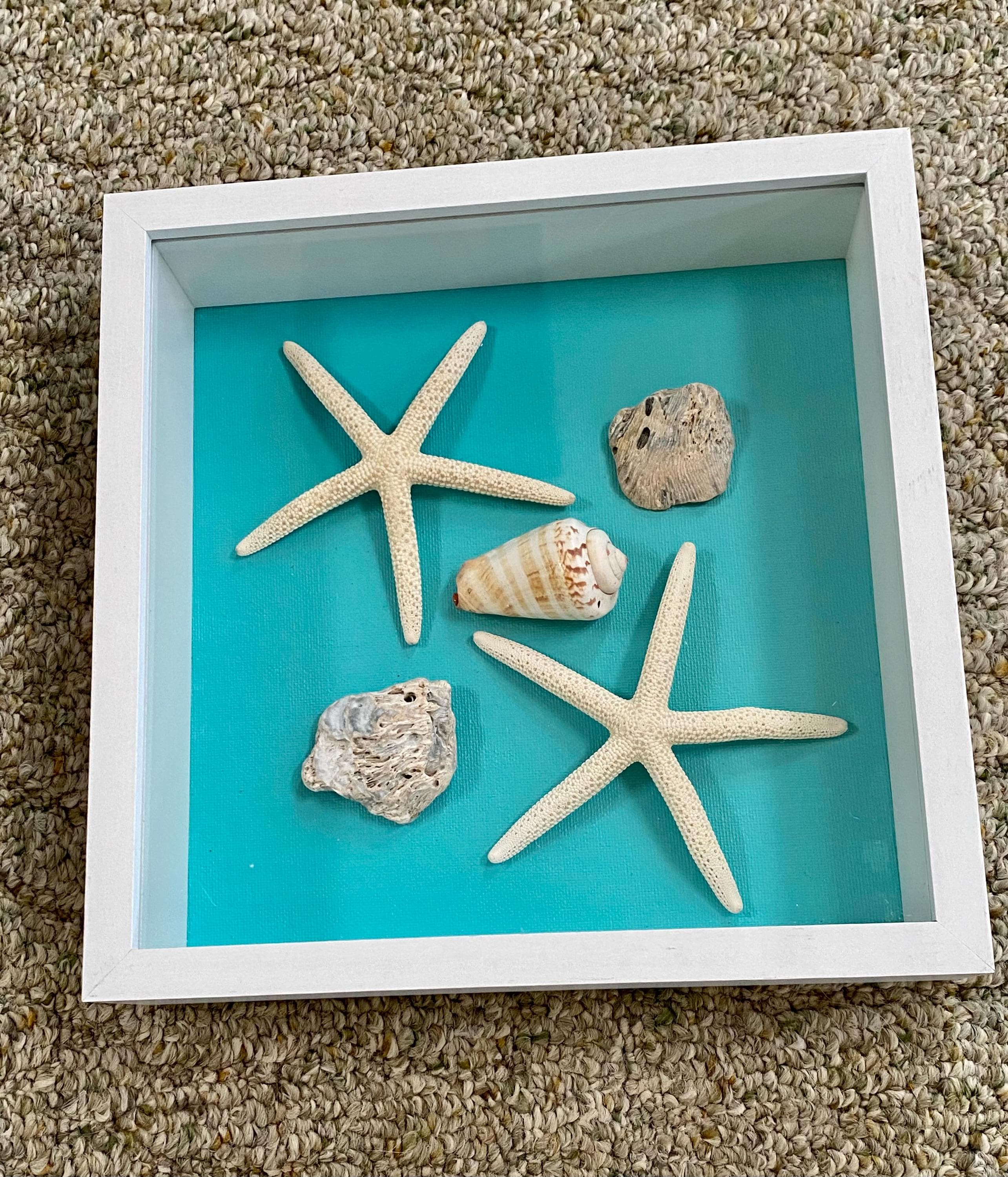 Seashell Shadowboxes - Etsy