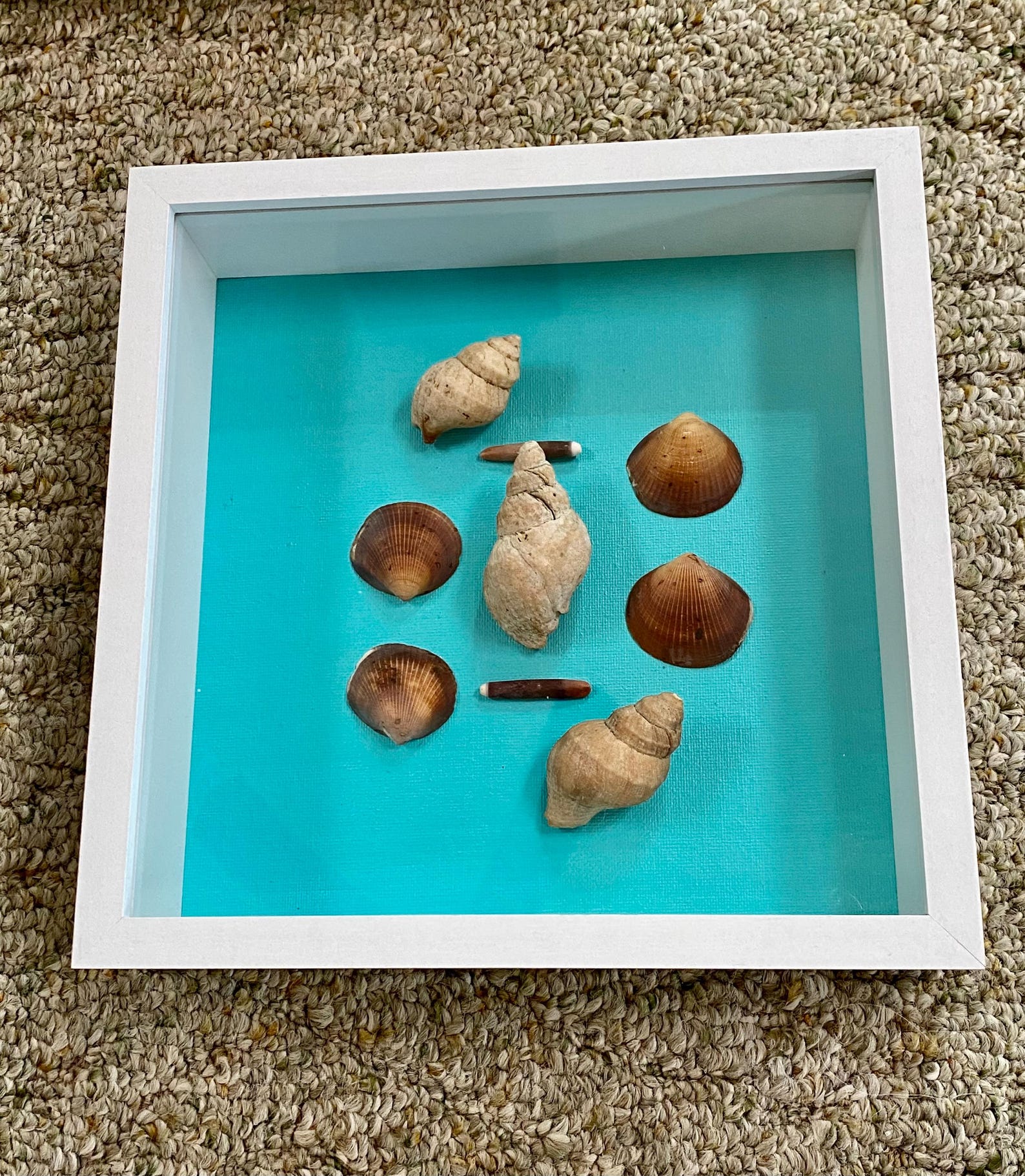Seashell Shadowboxes - Etsy