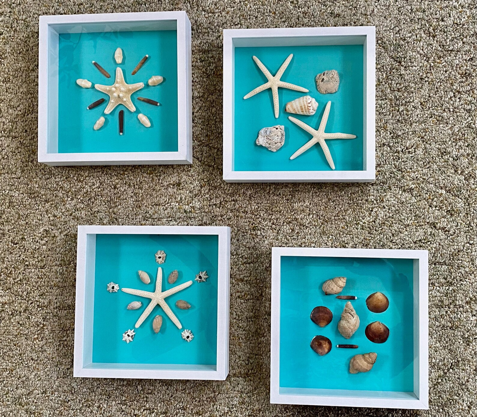 Seashell Shadowboxes - Etsy