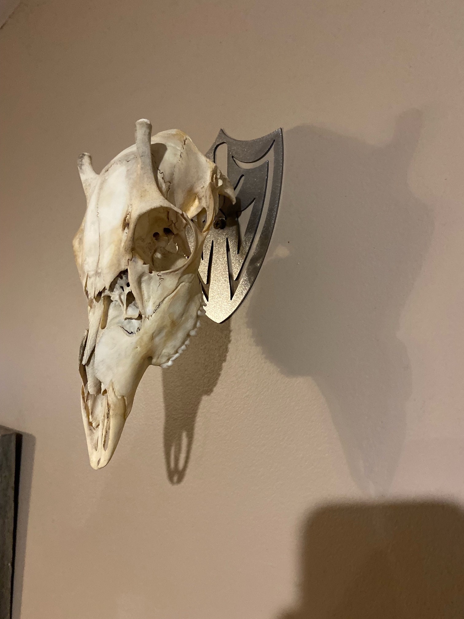 European Deer Skull Mount Euro Mount Made in the USA - Etsy