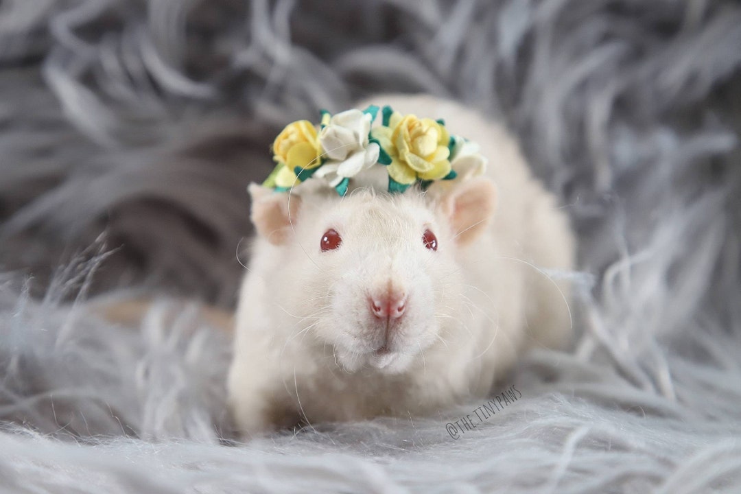 Pet Rat/rodent Flower Crown - Etsy