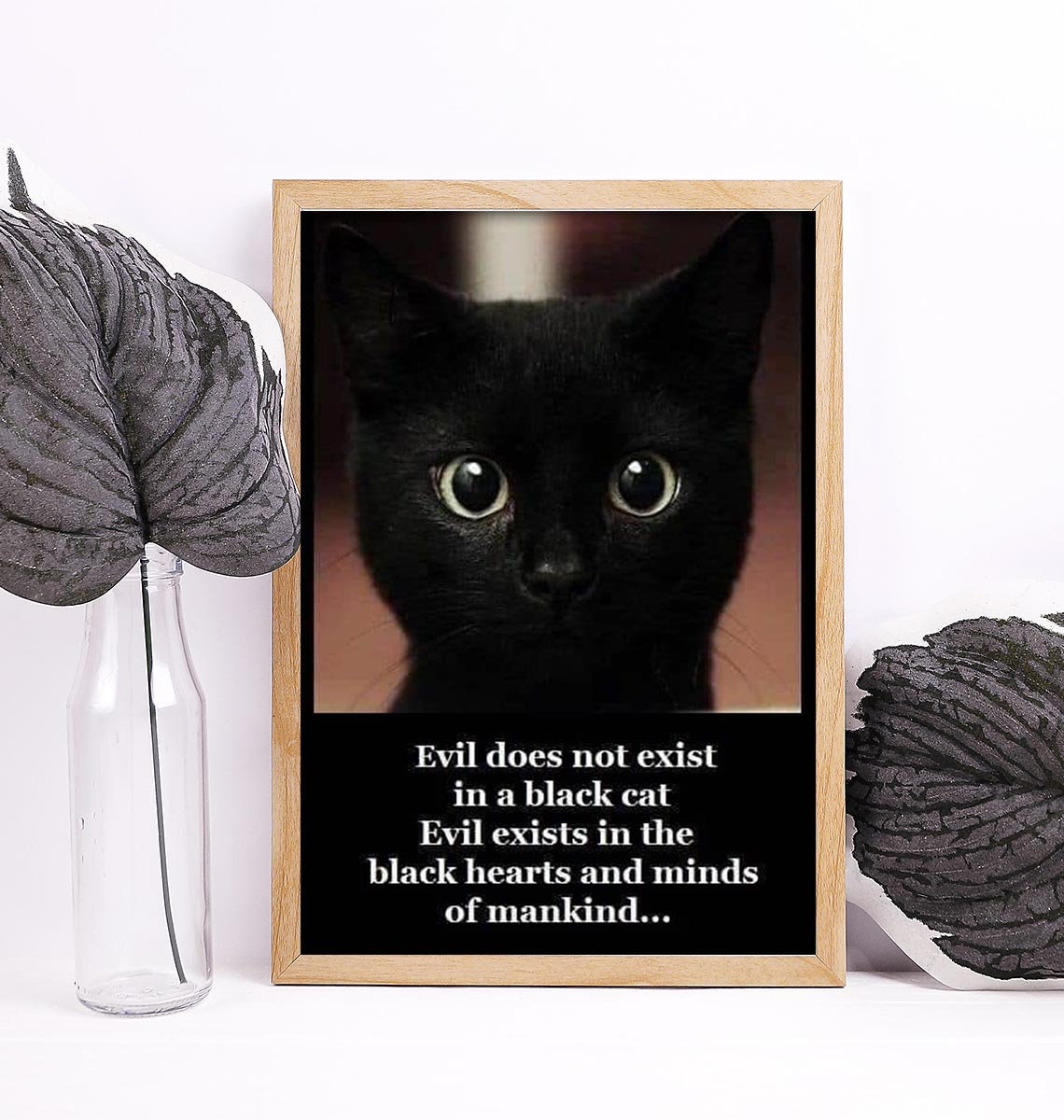 Evil Black Cats