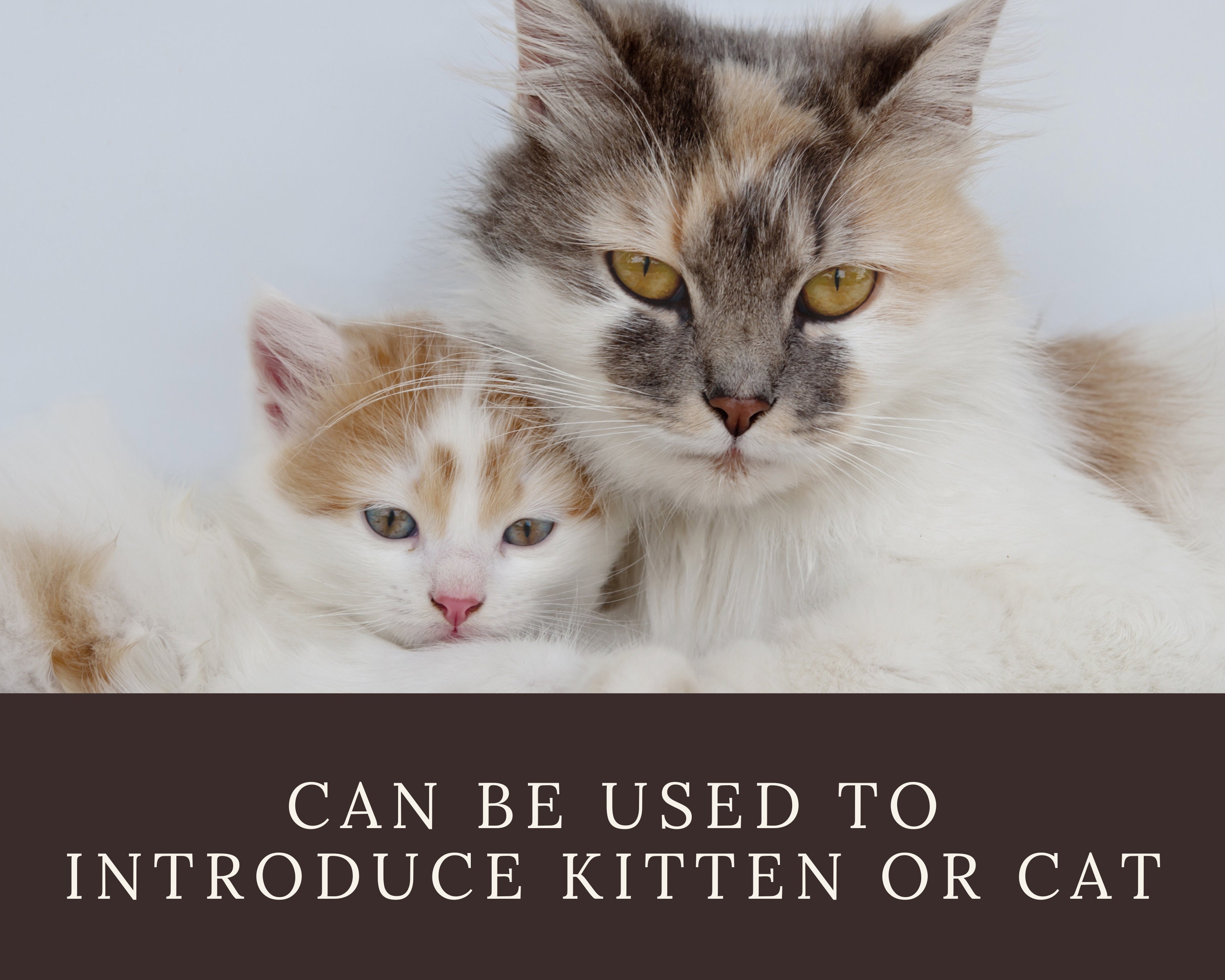 Printable New Kitten Scavenger Hunt, Treasure Hunt Clues Leading to Cat ...
