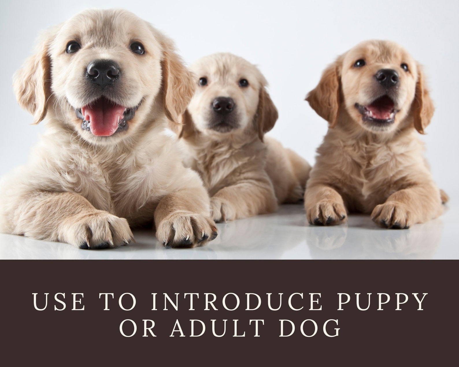 Printable New Puppy Scavenger Hunt, Treasure Hunt Clues Leading to Dog ...