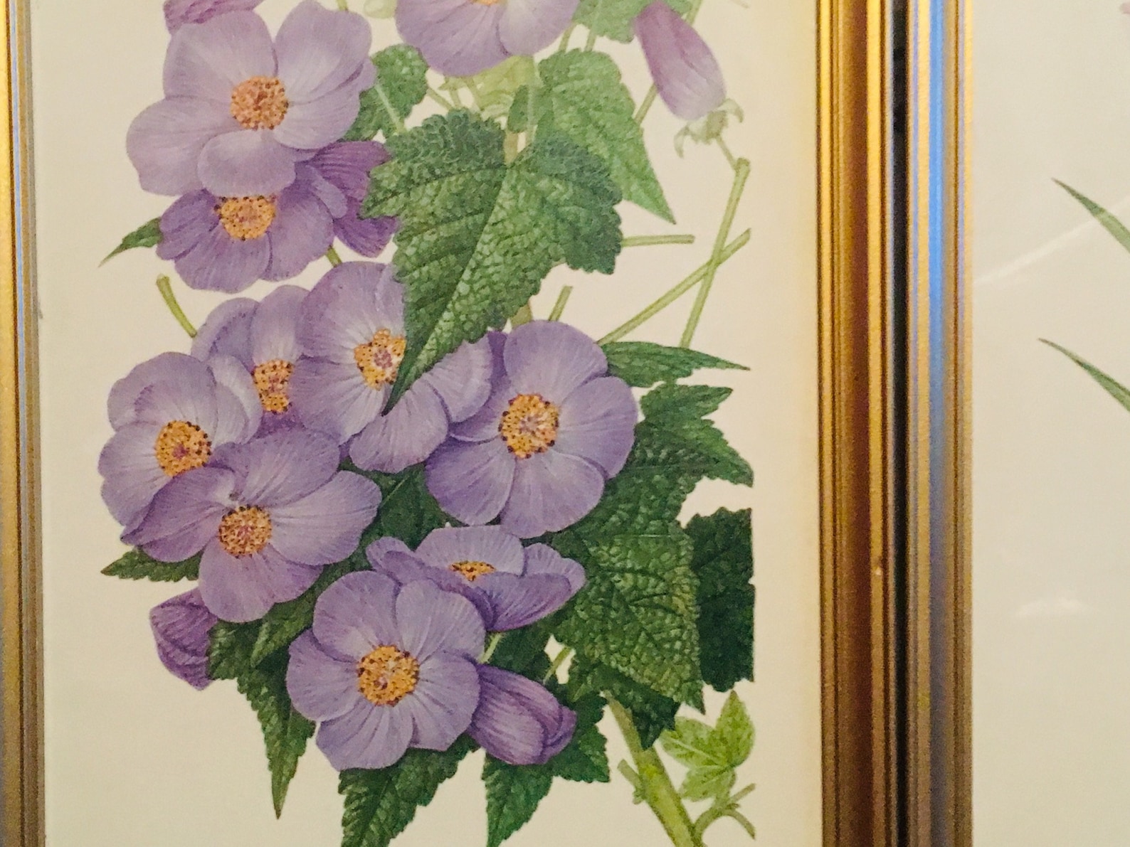 Stunning Margaret Stones Botanical Prints Ex Gallery Artwork - Etsy