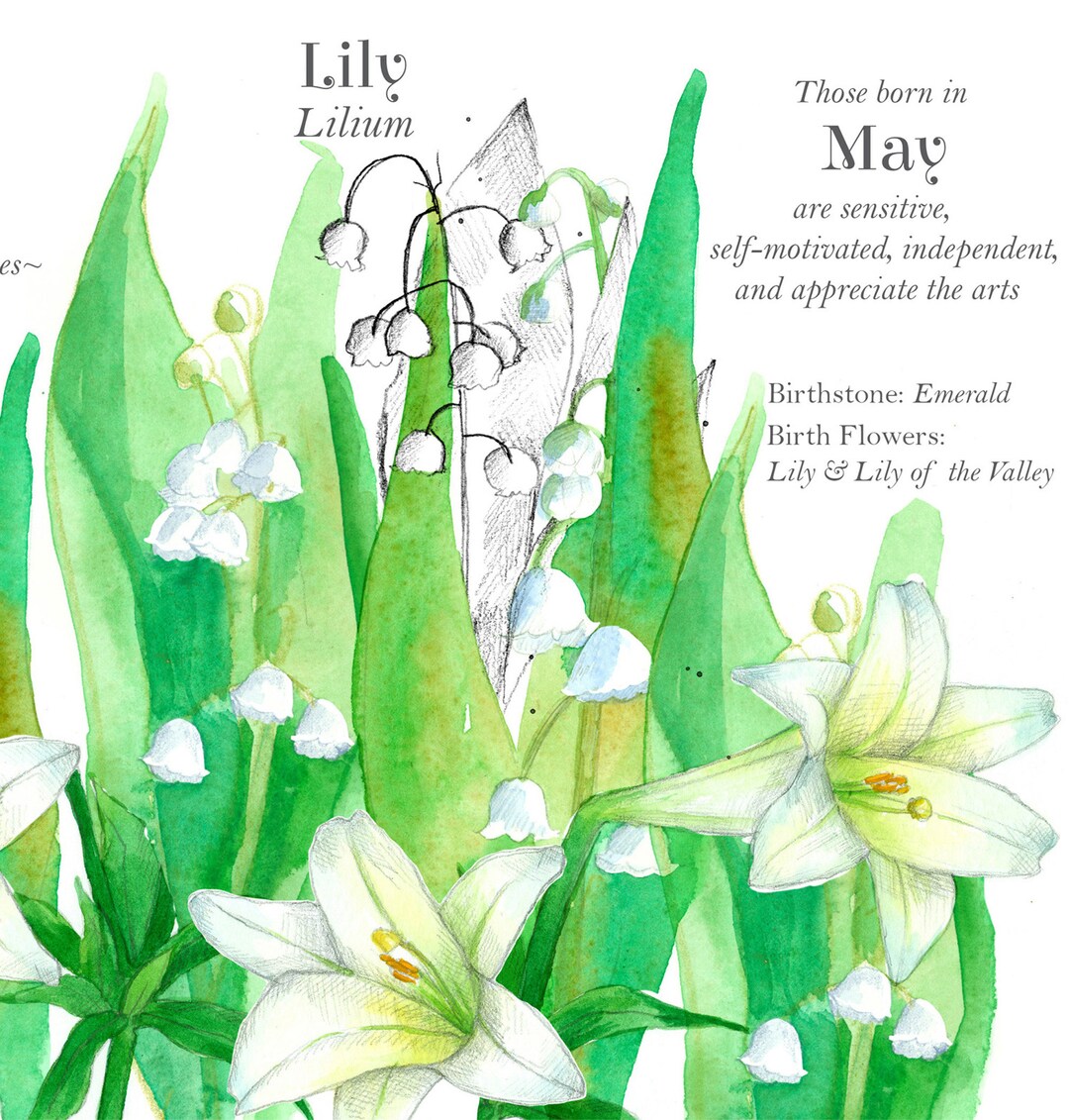 May Birth Month Flower Card Language of Flowers Lily of the Vally Lily ...