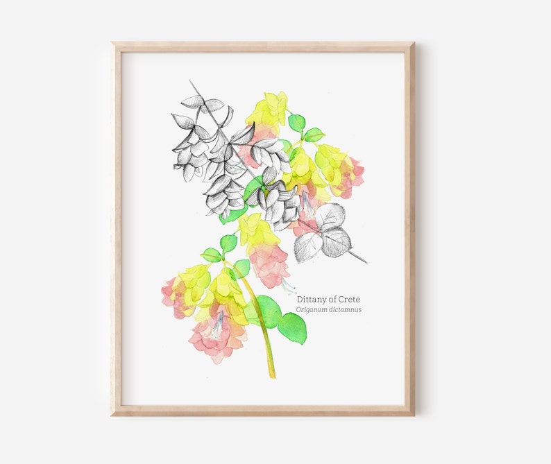 Dittany of Crete Flowers Botanical Drawing Watercolor Fine Art Print - Etsy