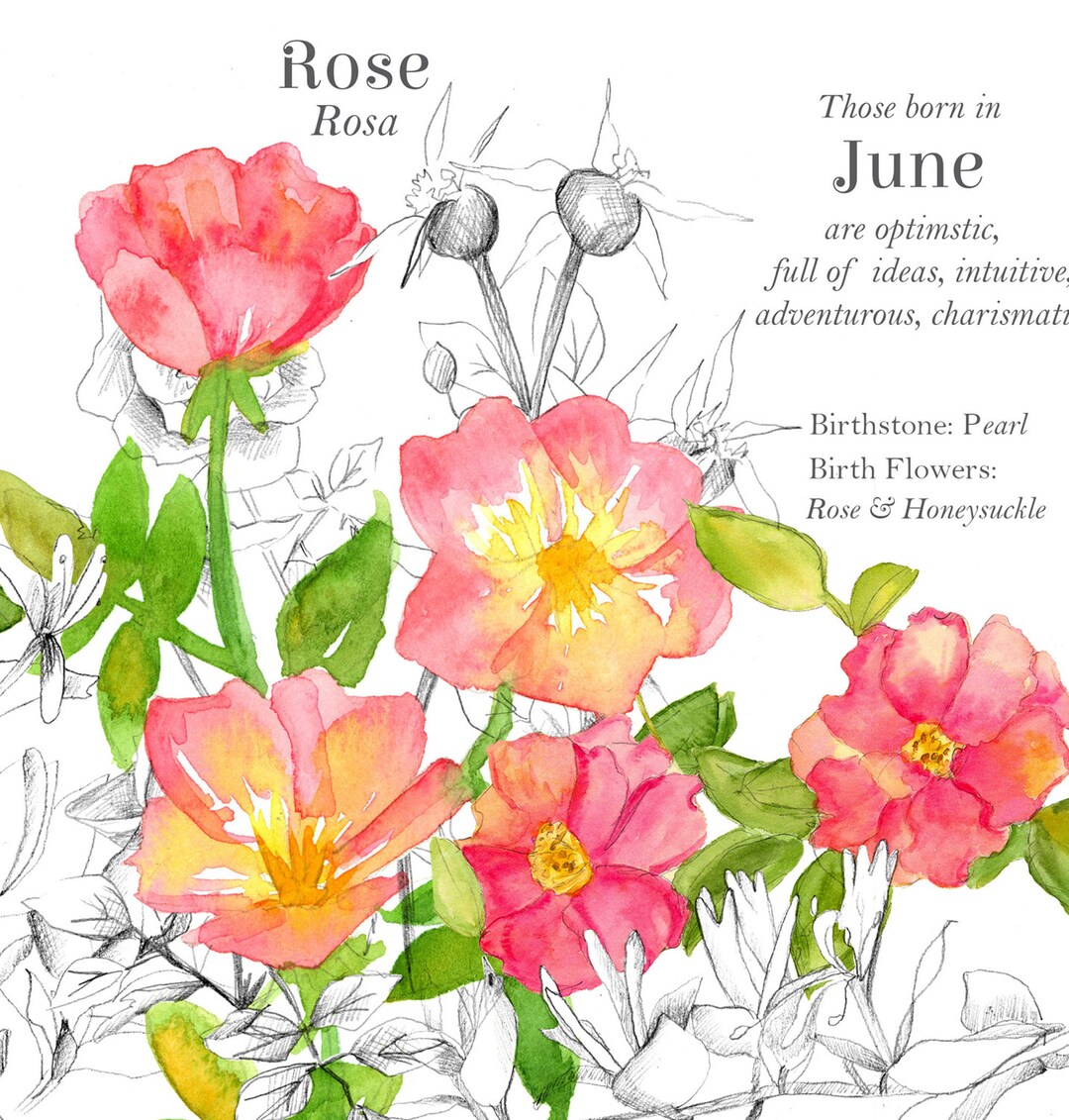 June Birth Month Flower Card Language of Flowers Rose Honeysuckle ...