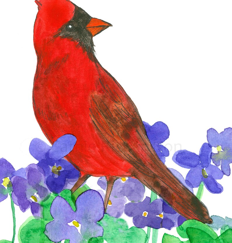 Illinois State Bird Cardinal Violet Flowers Watercolor Fine Art Print ...