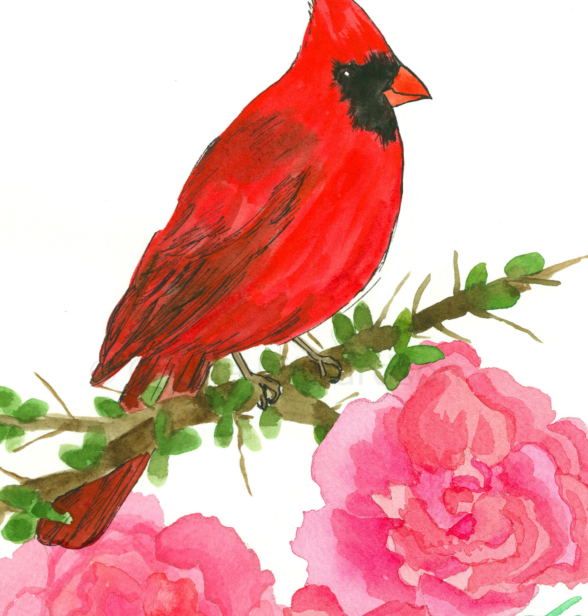 Indiana State Bird Cardinal Peony Flowers Watercolor Fine Art Print - Etsy