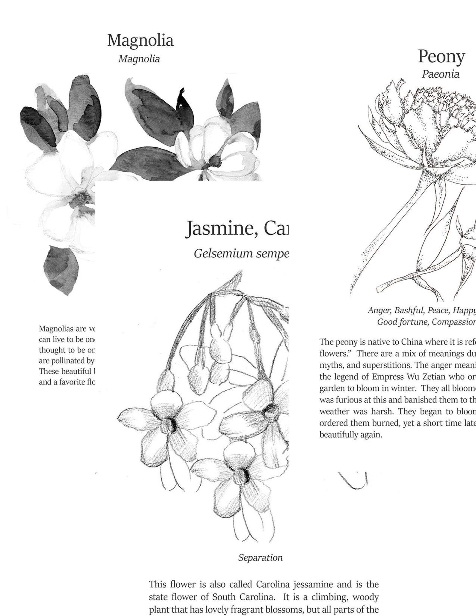Language of Flowers Book Victorian Floriography Symbols Illustrated ...