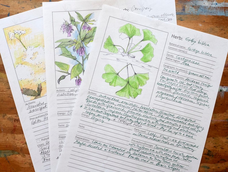 Materia Medica Pages Herbal Monograph Study Violets Chicory - Etsy