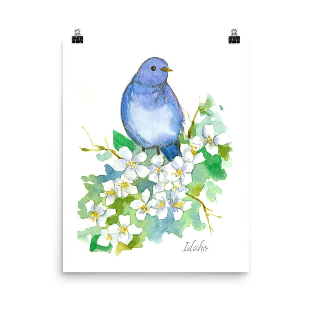 Idaho State Bird Mountain Bluebird Syringa Mock Orange Flower Fine Art ...