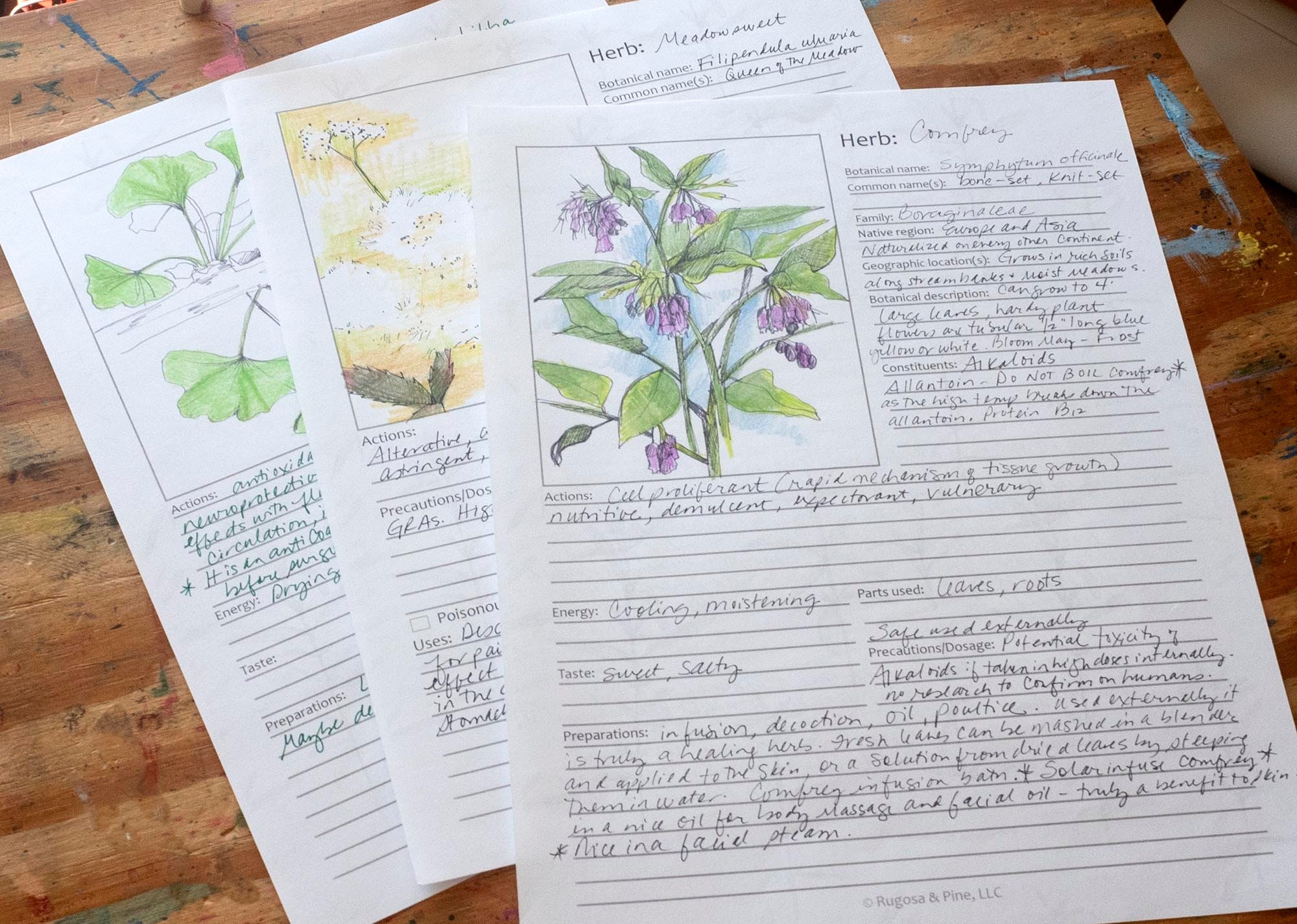 Materia Medica Pages Herbal Monograph Study Elderberry Turmeric - Etsy