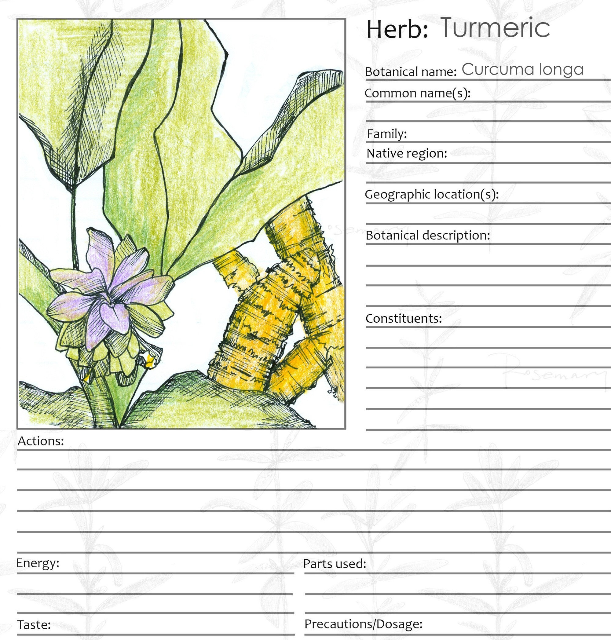 Materia Medica Pages Herbal Monograph Study Elderberry Turmeric - Etsy