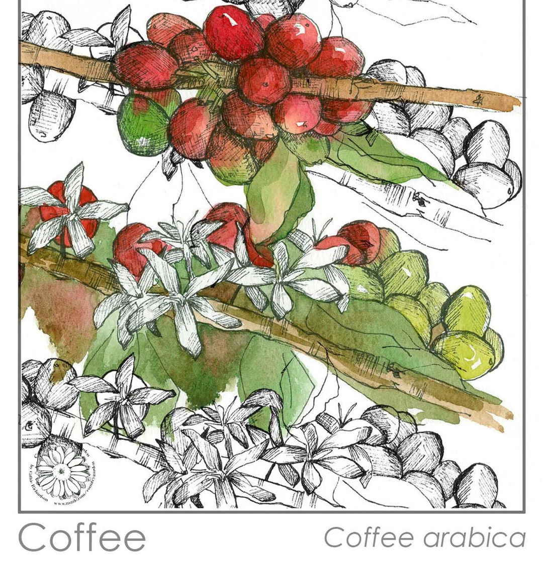 Materia Medica Cards Herbal Study Medicinal Plants Fruit and Spice - Etsy