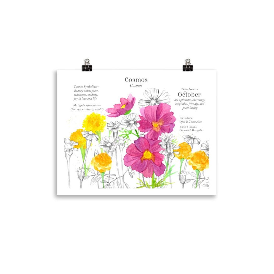 October Birthday Month Flower Print Cosmos Marigold Fine Art Drawing ...