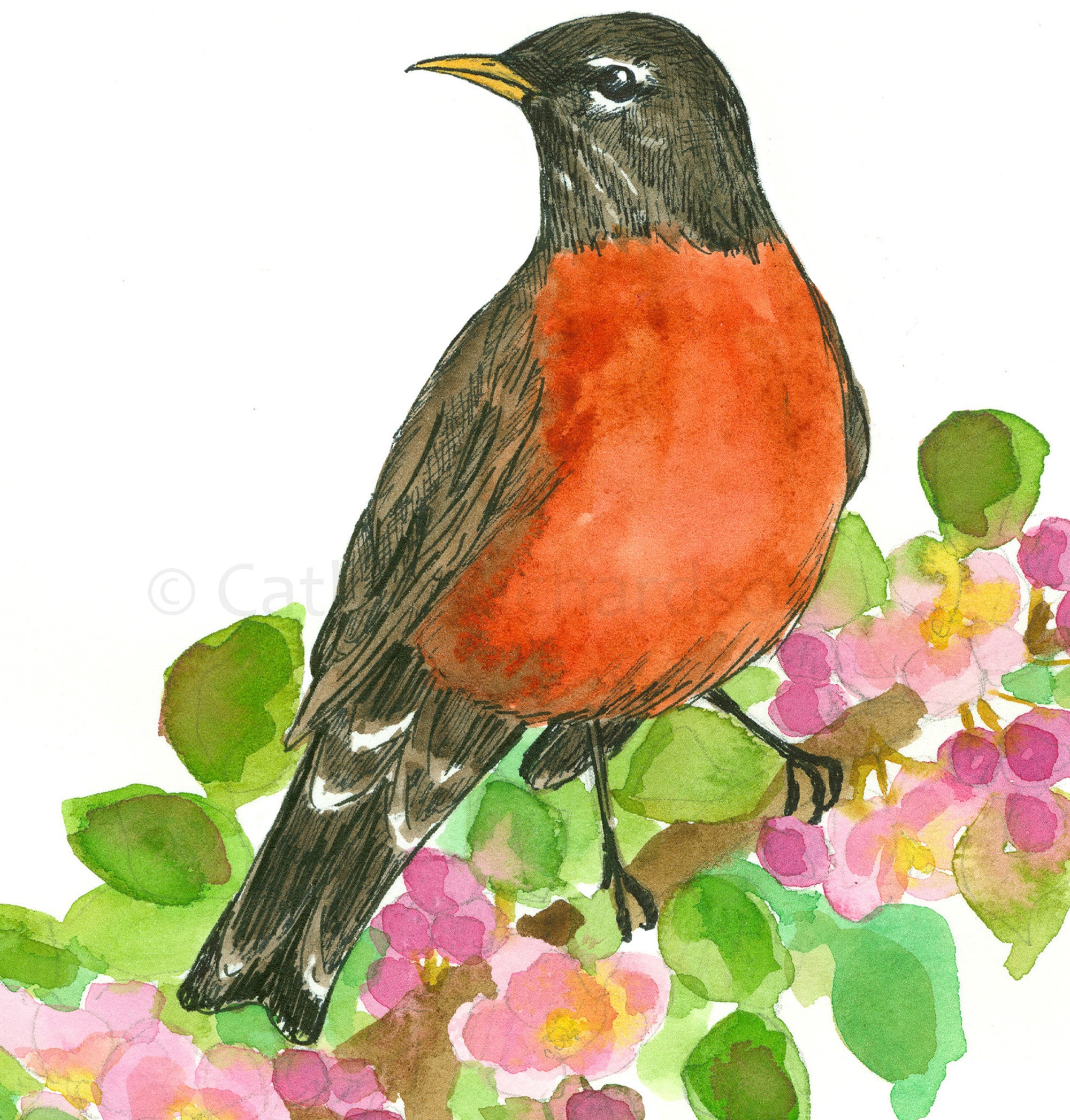 Michigan State Bird American Robin Apple Blossom Watercolor Fine Art ...