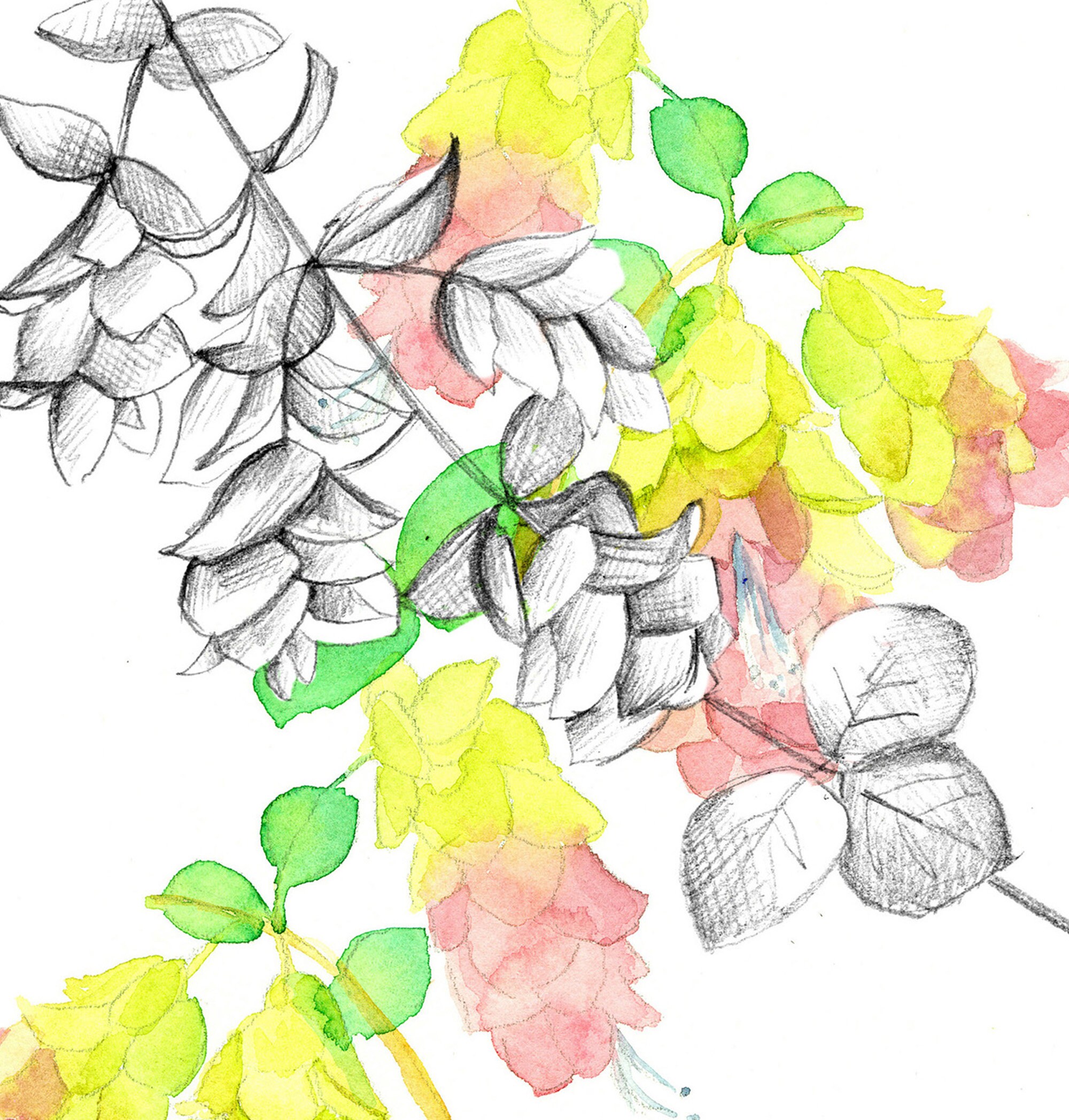 Dittany of Crete Flowers Botanical Drawing Watercolor Fine Art Print - Etsy