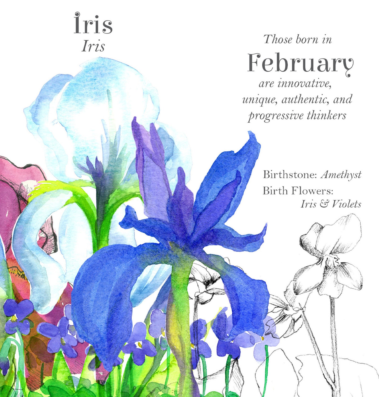 February Birth Flower Card Language of Flowers Purple Iris - Etsy