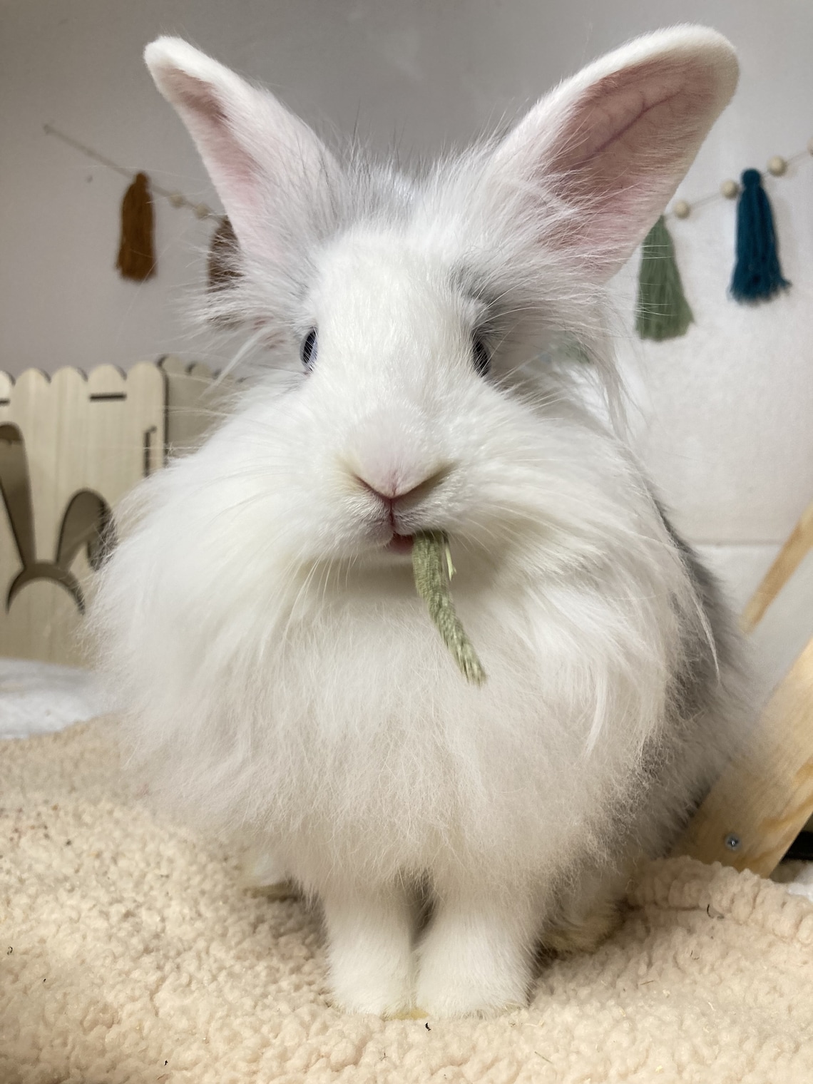 Second Cut Timothy Hay for Rabbits & Small Animals - Etsy