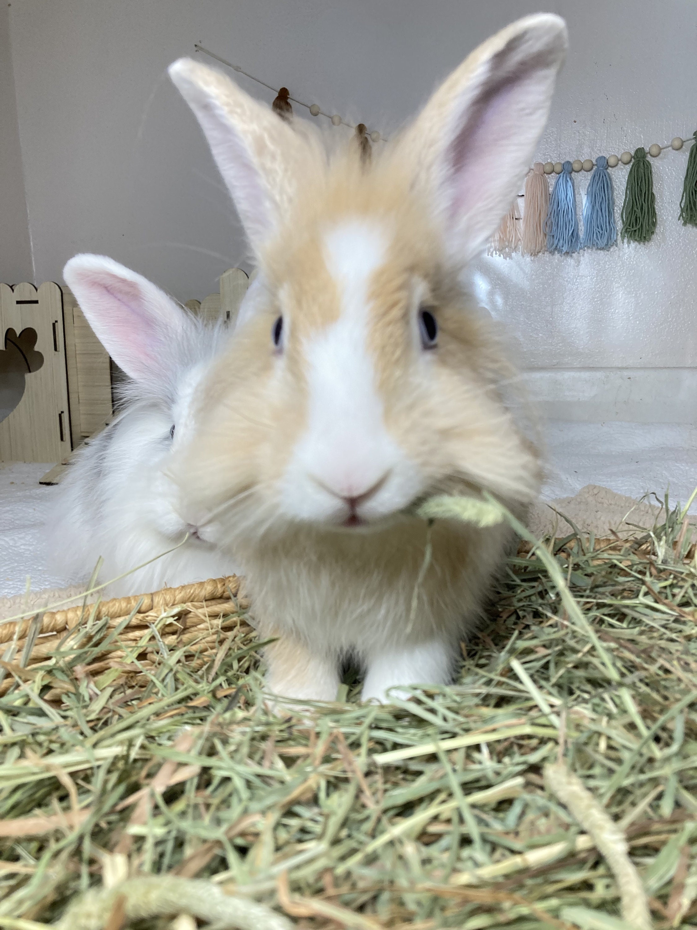 Second Cut Timothy Hay for Rabbits & Small Animals - Etsy