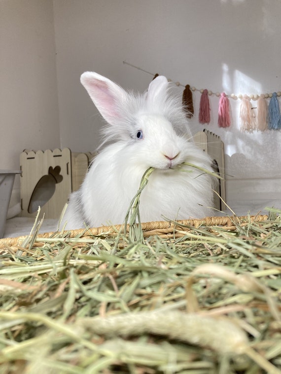 Timothy Hay For Rabbits