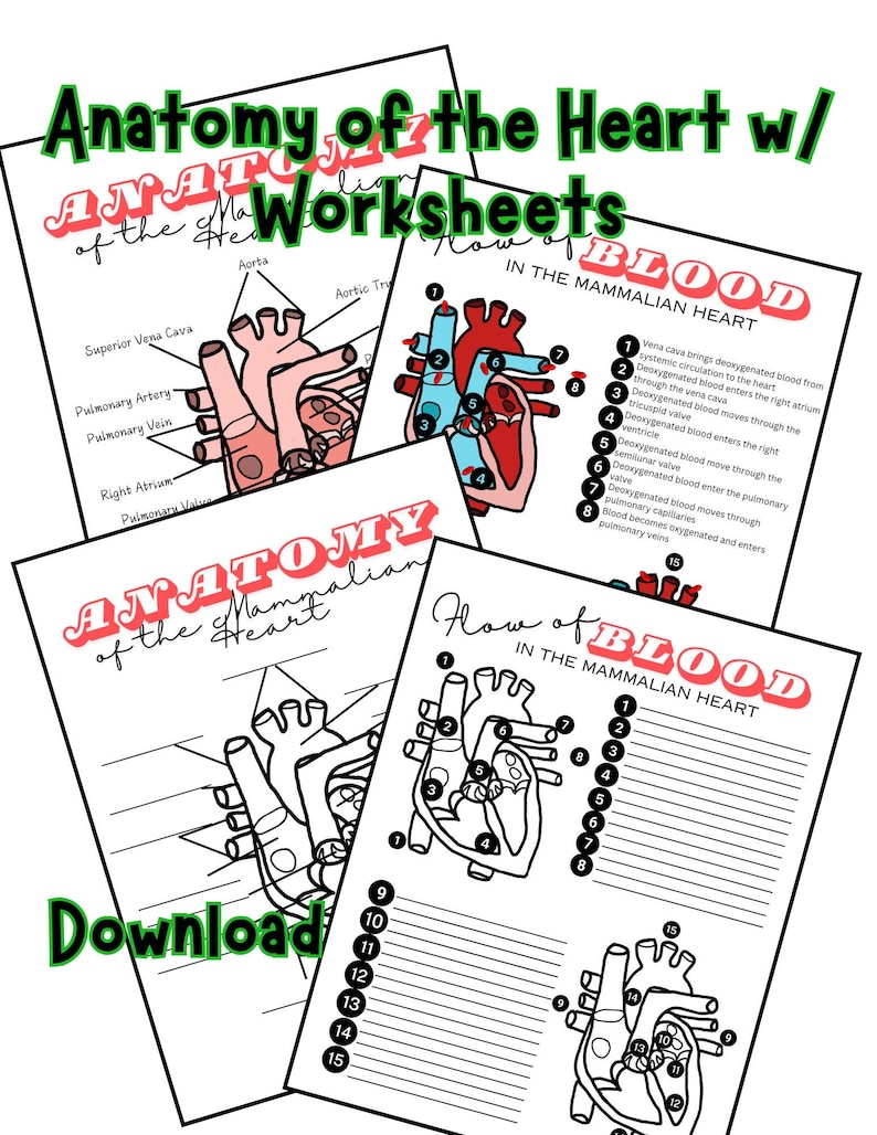 Anatomy of the Mammalian Heart Part 1 - Etsy