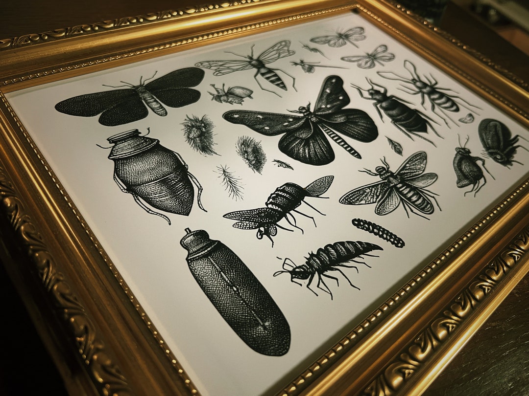 Insects Tattoo Flash Style Print , Dark Cottage Core, Whimsical, Nature ...